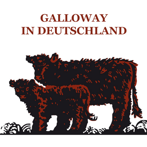 Bilderforum BDG › Galloway Zuchterfolge der BDG Mitglieder